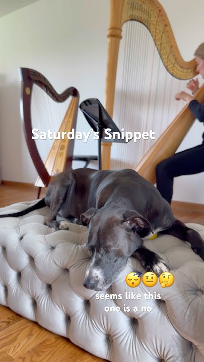 Saturday’s snippet 🎶 #harp #musiclife #dog #dogshorts - YouTube