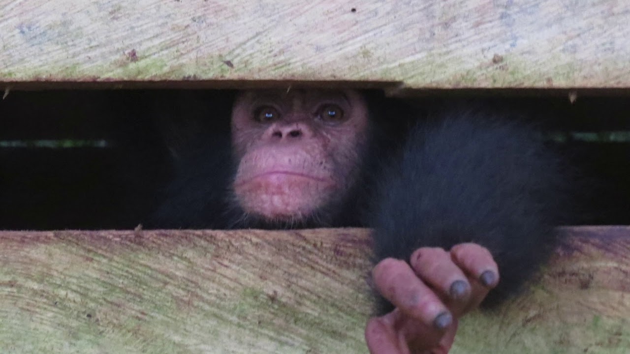 Caring for chimpanzees in captivity - YouTube