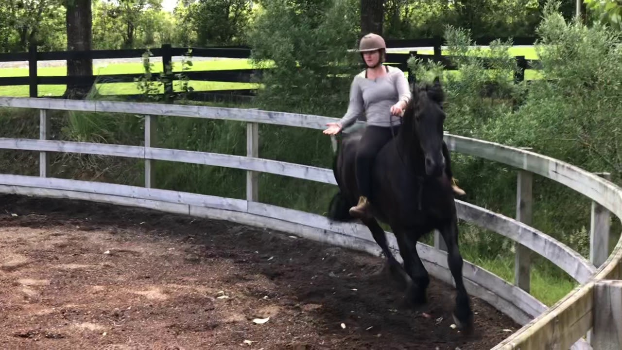 Liberty Friesians _ centre connected horsemanship & liberty riding NZ ...