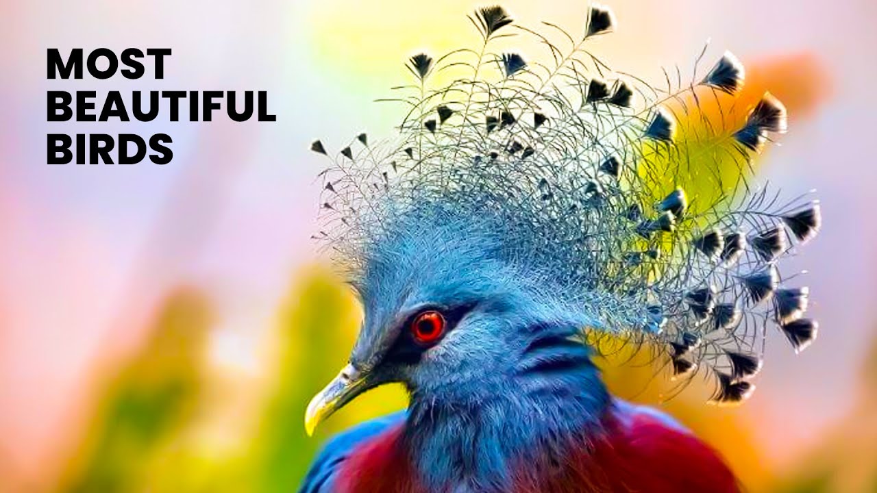 The top 5 most beautiful birds in the world - YouTube