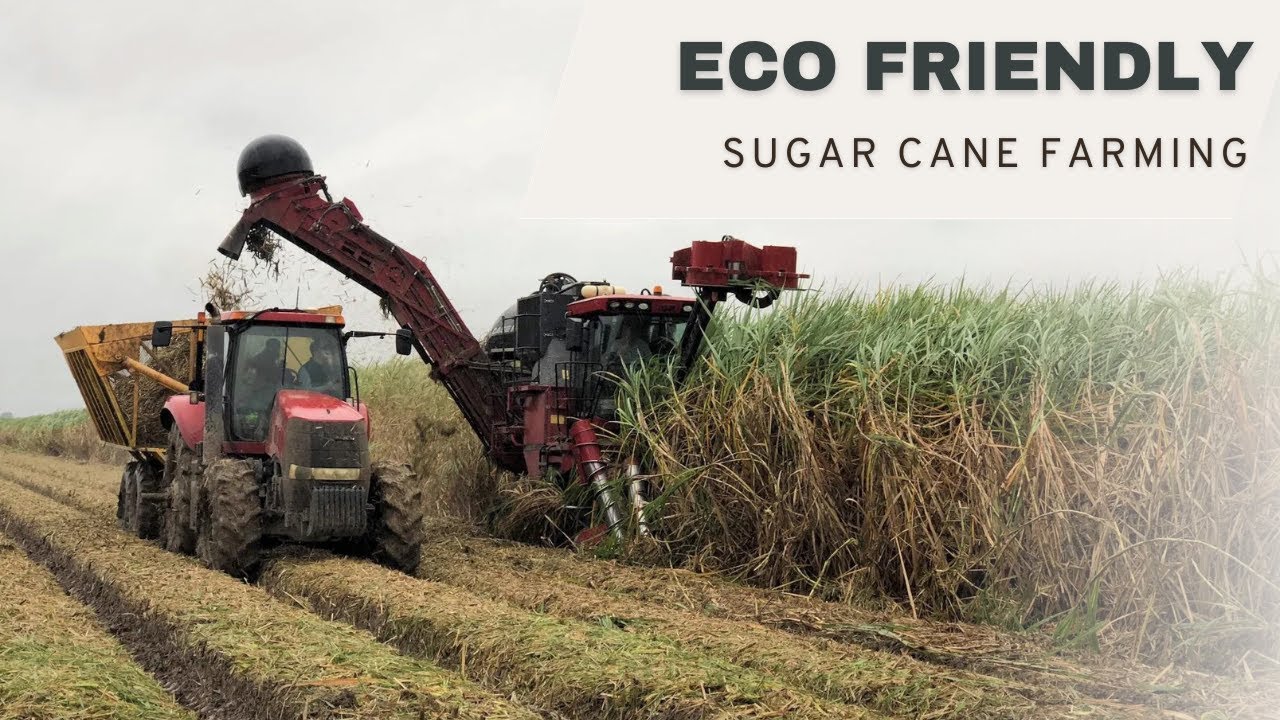Eco-Friendly Techniques for High-Yield Sugar Cane Farming - YouTube