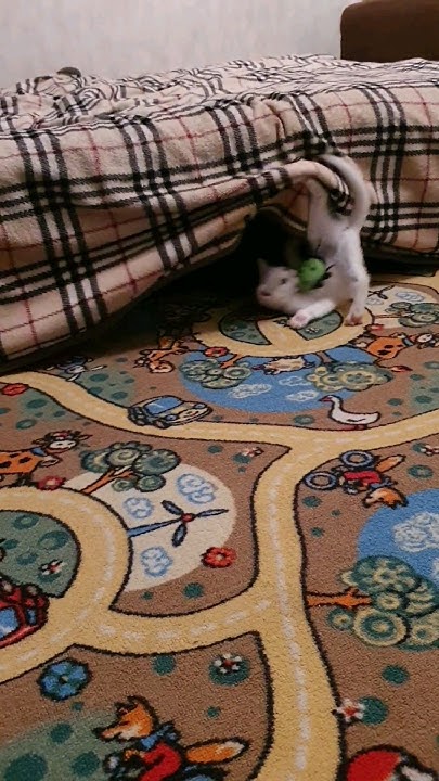 Кошка спряталась - YouTube