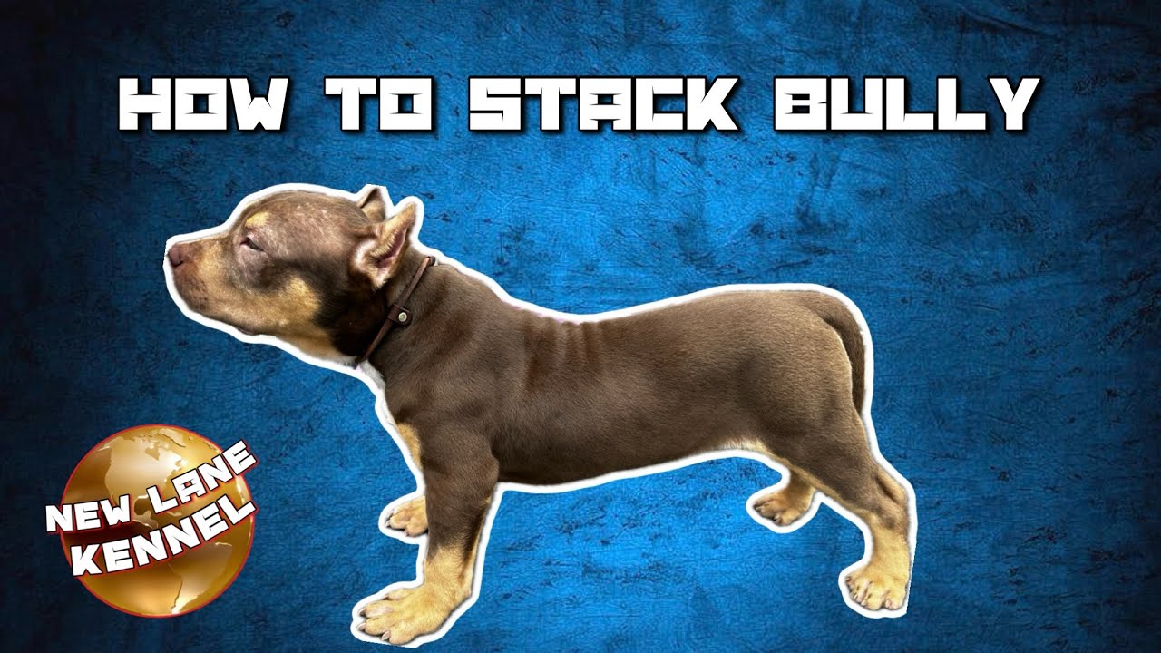 Stacking a bully : E1 S1 - YouTube
