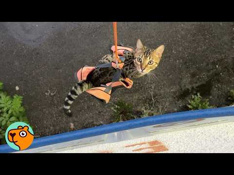 Cat Rides His Own Elevator To Go Outside | Cuddle Buddies