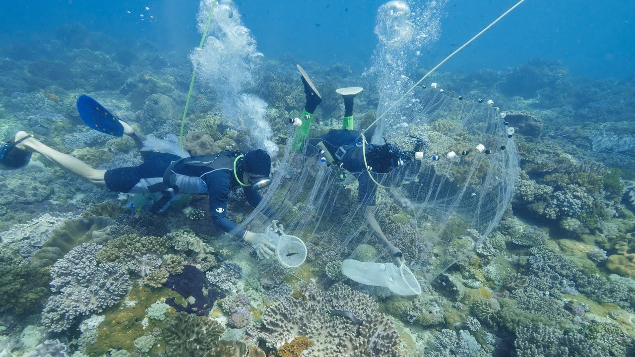 Tropical coral reefs under pressure Part 8: Aquarium and live fish ...