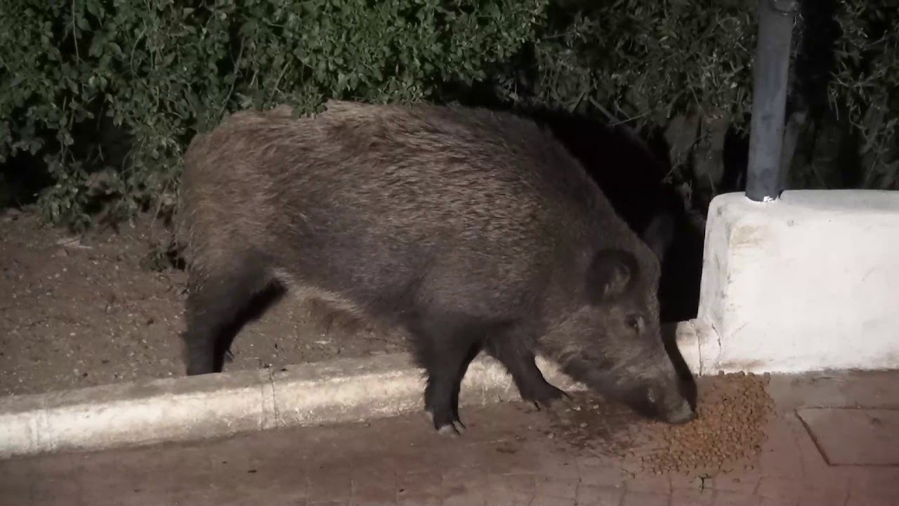 Wildboar In Spain - YouTube