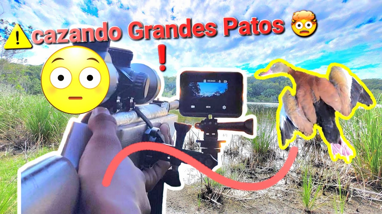 cazando PATOS pichichis en este lugar, 🤯muchísimos PATOS - YouTube