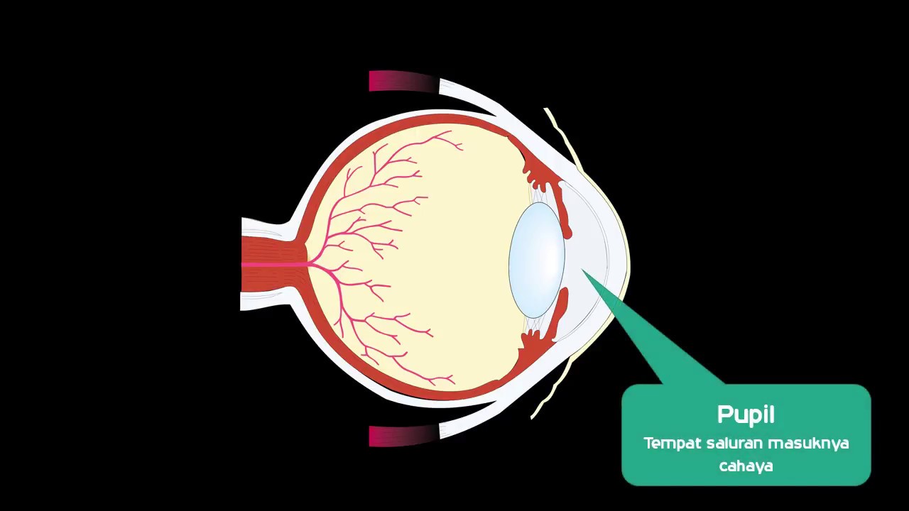 MATA Bagian - bagian mata dan fungsinya - YouTube