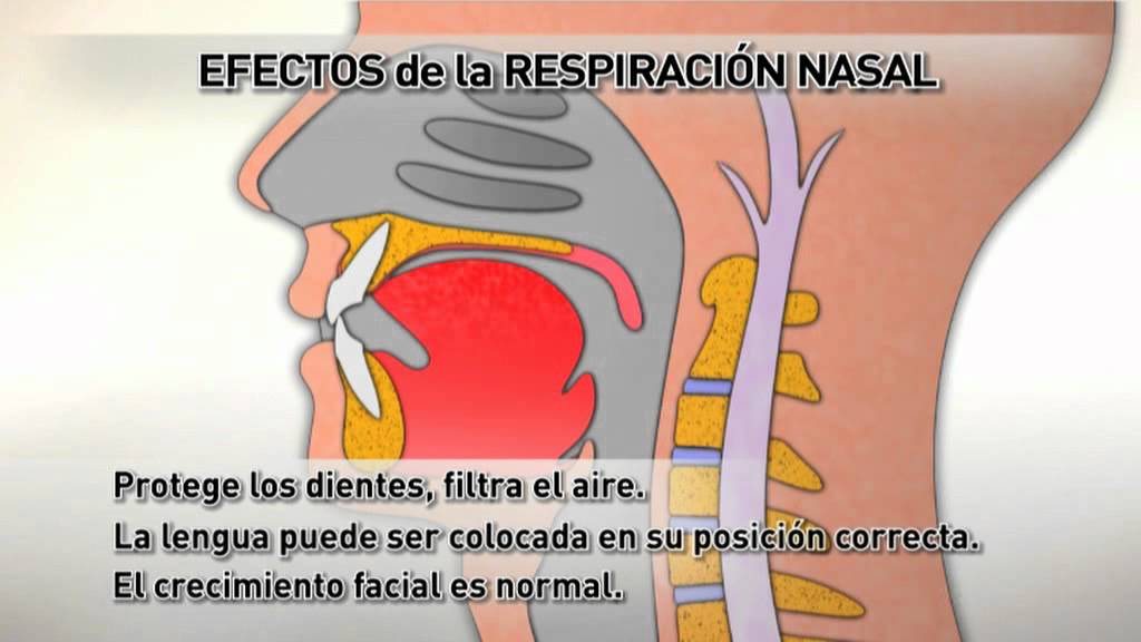 Efectos de la Respiración Bucal - YouTube
