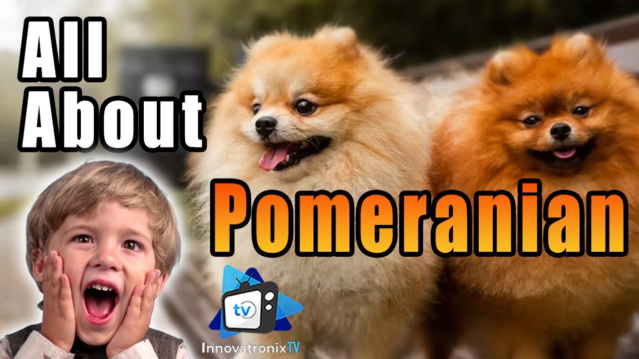 Pomeranians: The Small Dog with a Big Personality - YouTube