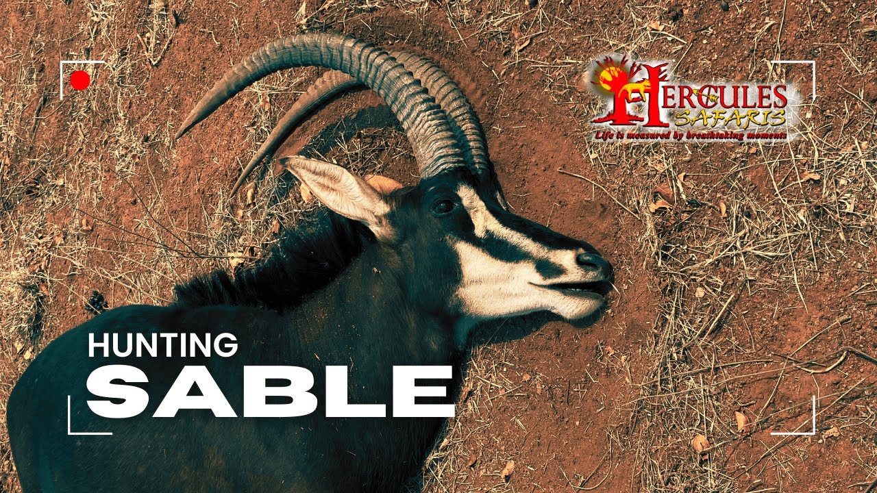 Epic Sable Hunt in South Africa | Hercules Safaris Adventure - YouTube