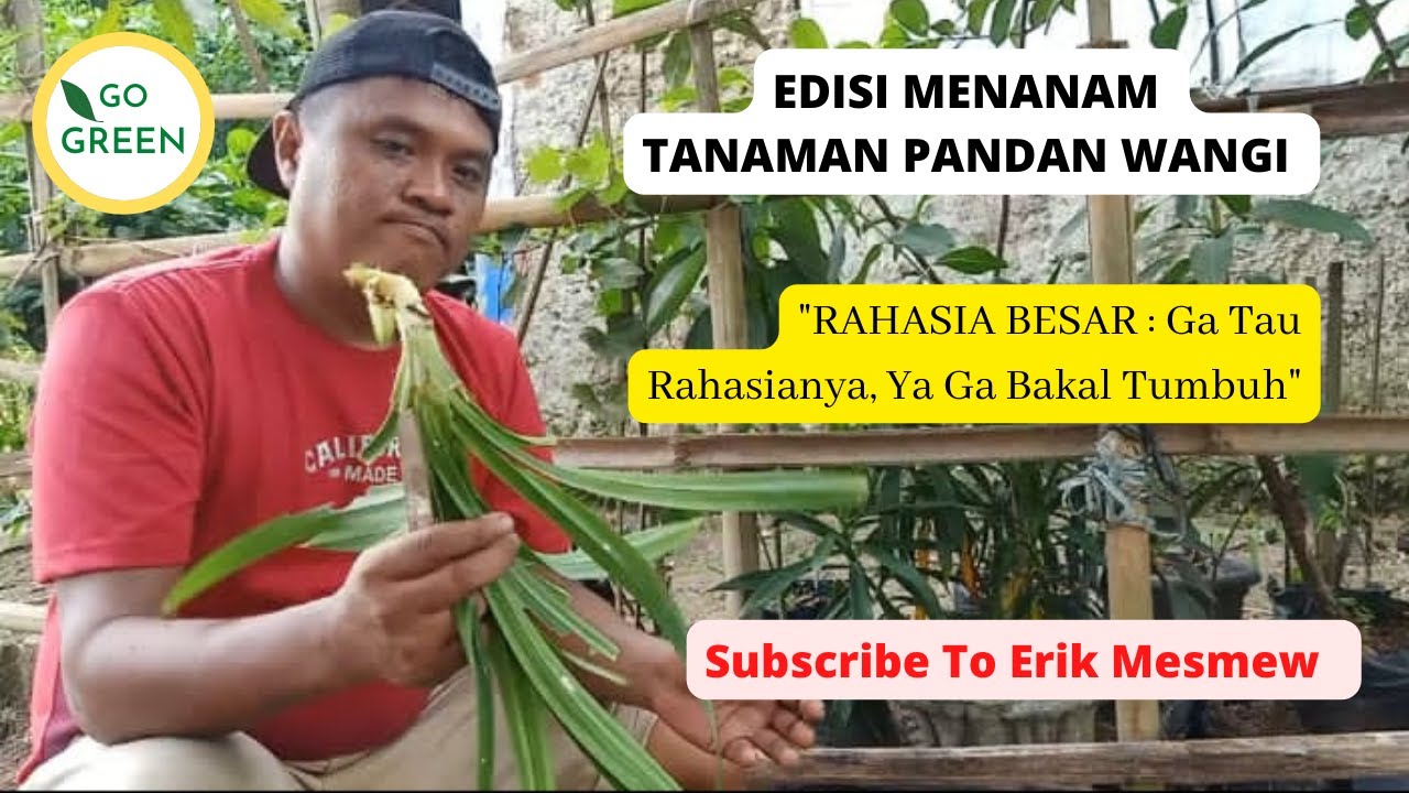 Rahasia Besar ! Cara Menanam Pandan Biar Tumbuh, Tanpa Kompos | plant ...