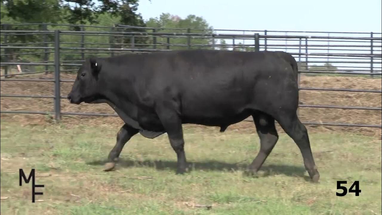 McCloud Farms Lot 54 - YouTube