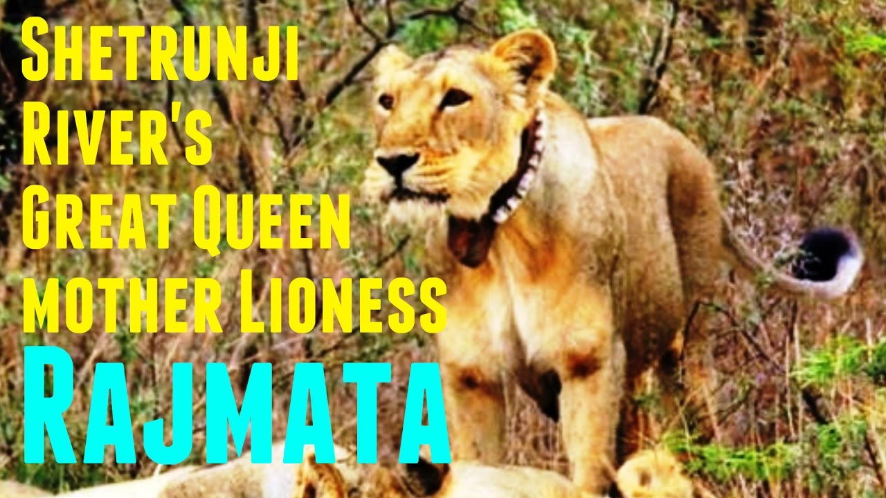 Story of Shetrunji River Great Queen Lioness Rajmata शेत्रुंजी की ...
