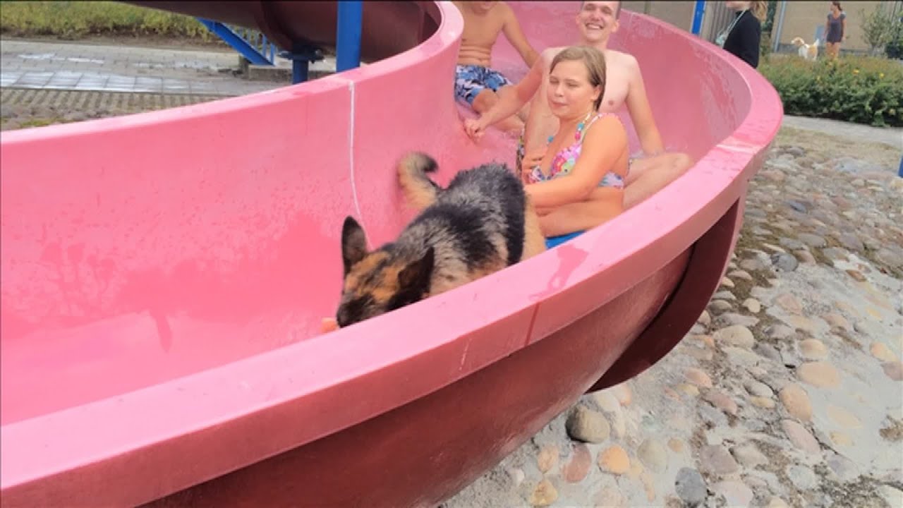 Zwemfeest voor honden in De Dolfijn in Best - YouTube