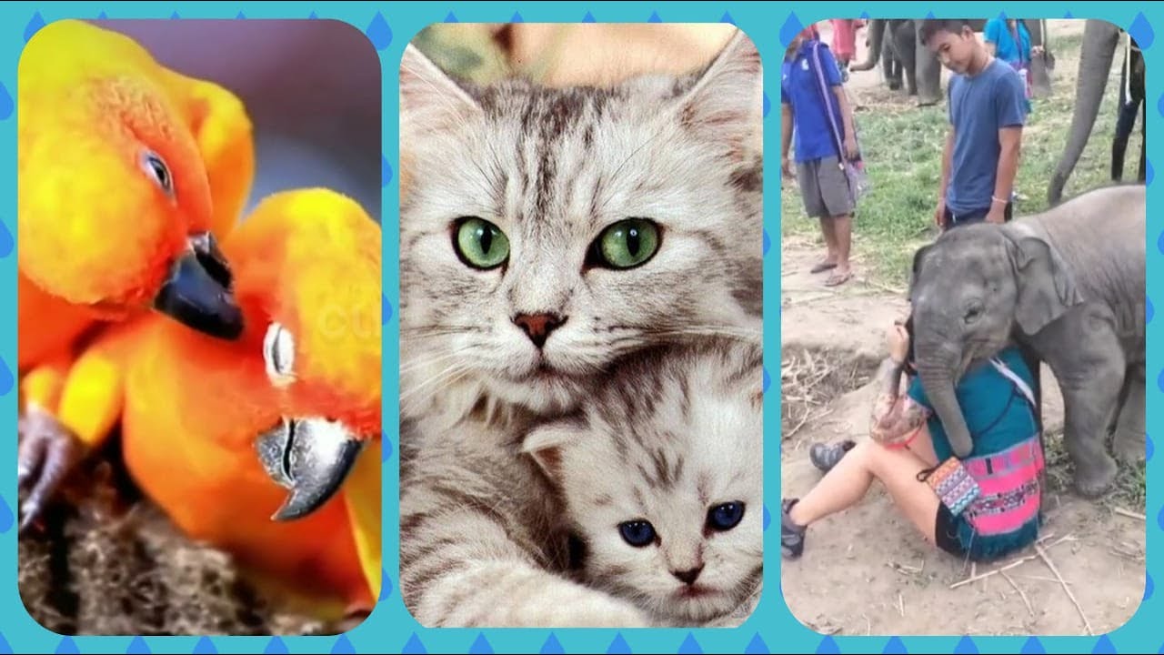 PURE LOVE makes more affection more happy||Animals with heartful pure ...