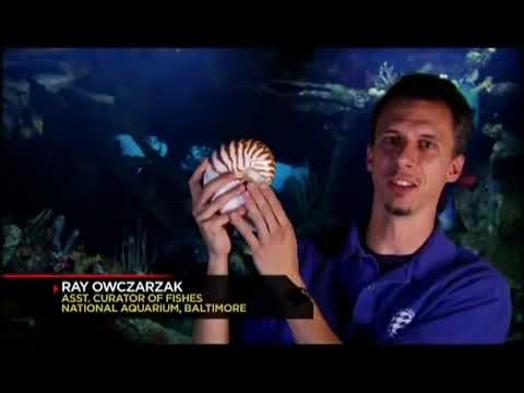 Evolution of Shape Evolve Full Documentary HD - YouTube