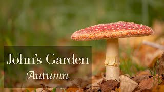 John’s Garden at Ashwood Nurseries - Autumn 2020
