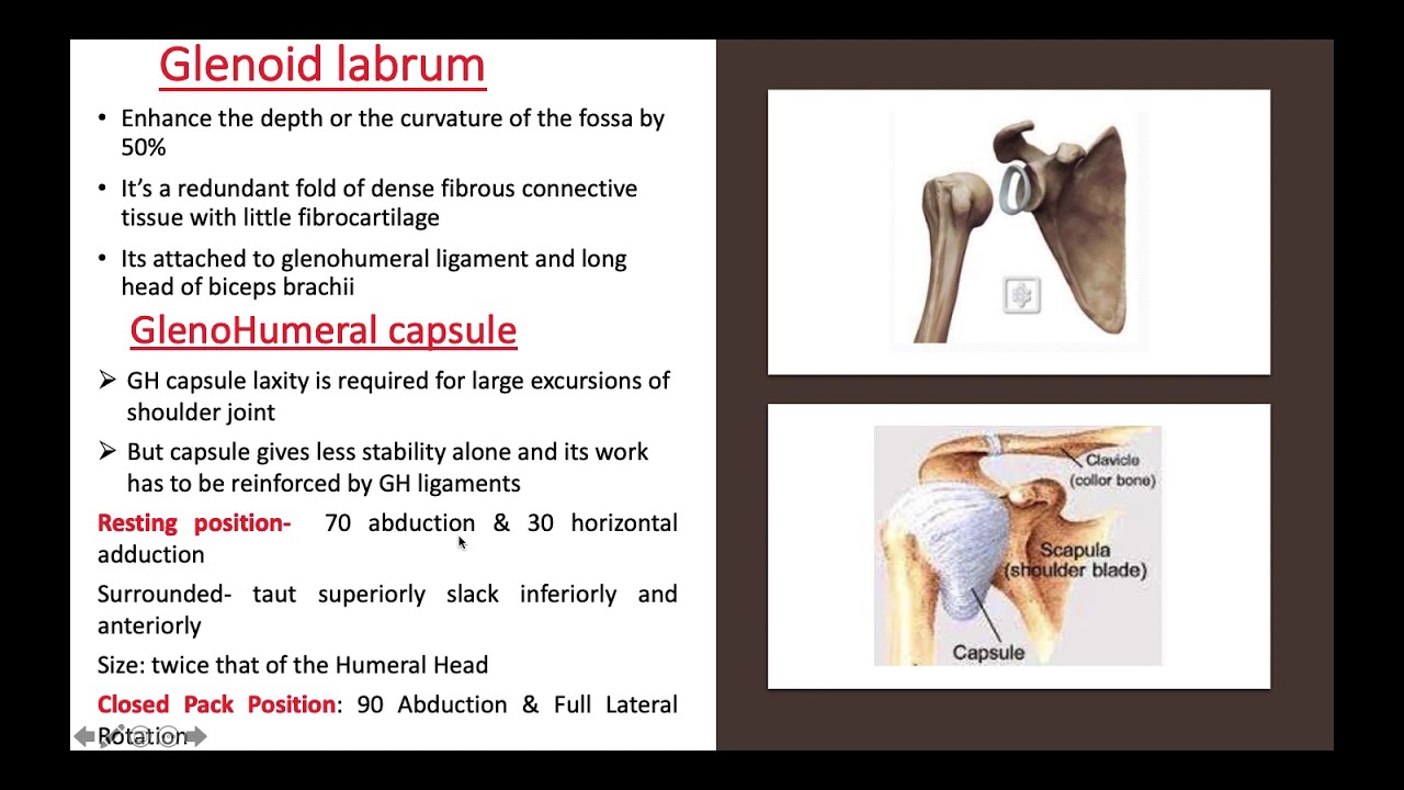 Biomechanics of Shoulder joint ppt - YouTube