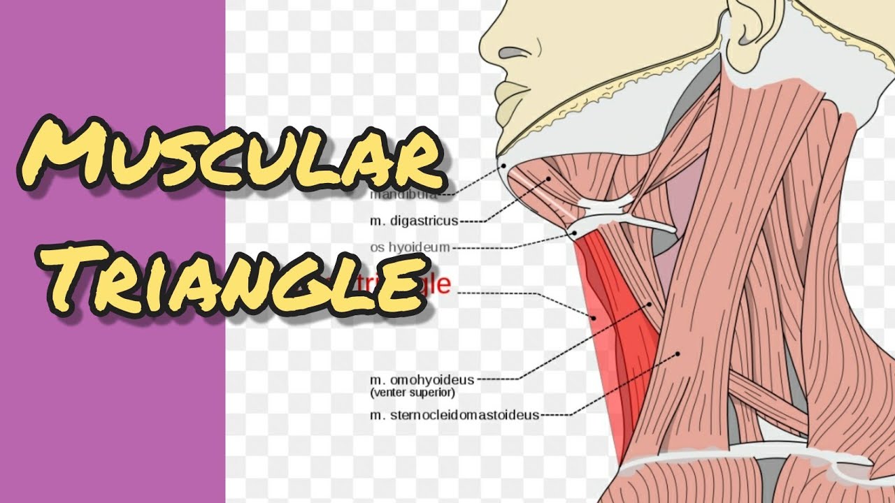 Muscular Triangle | Easy Explanation | @emotionalmedico - YouTube