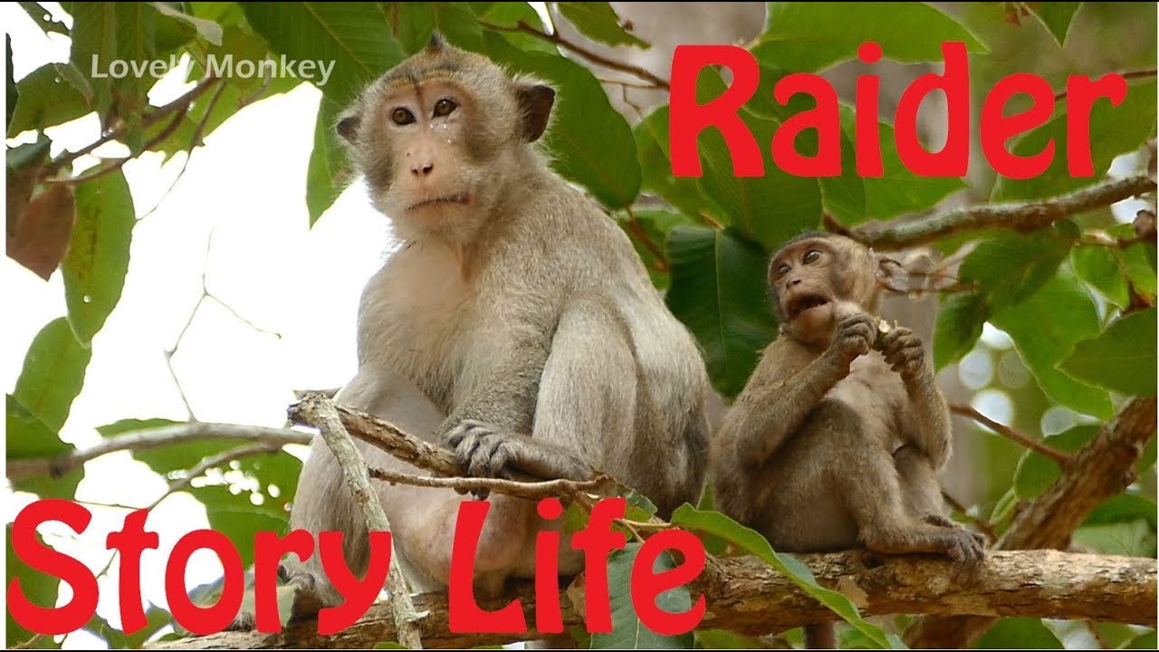 Who Is Raider? Please Take A Minute Read My Story Of Beta Alpha Raider ...