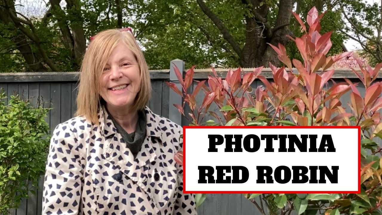 Photinia Red Robin || Christmas Berry || RHS Award of Garden Merit ...