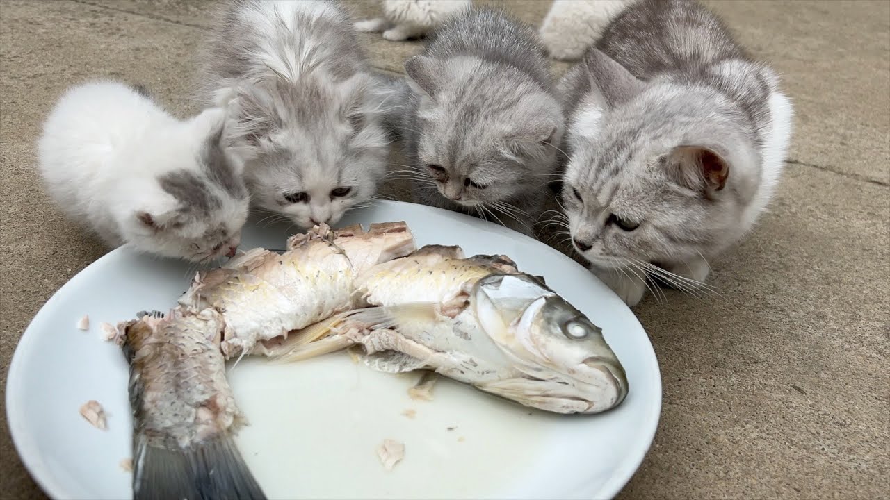 Boiled grass carp!! Breakfast for kittens, a big fish in 20 minutes ...