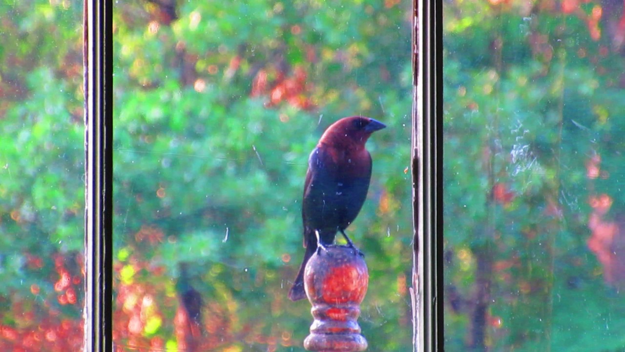 Young grackle at my window - YouTube