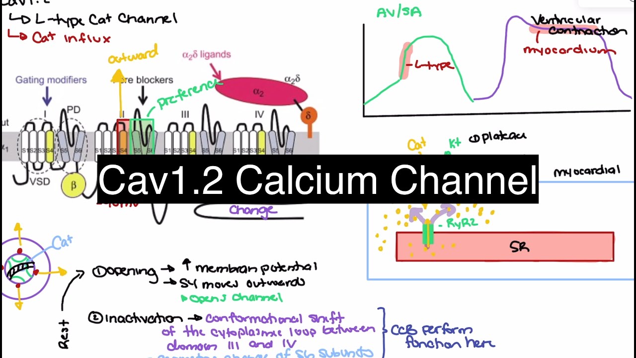 L-Type Calcium Channels Explained: Cav1.2, Cardiac Contraction, and ...