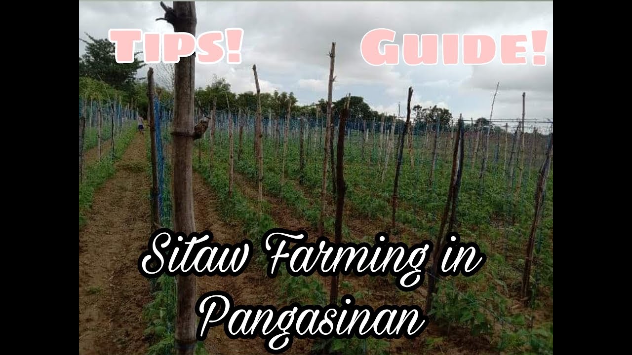 SITAW FARMING MGA TIPS AND GUIDE KUNG PAANO MAKAKATIPID SA PAGTATANIM ...