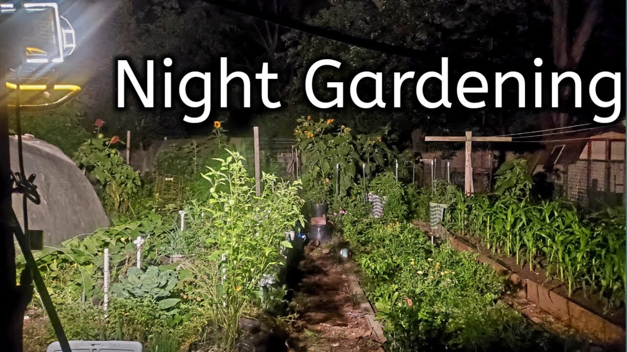 5 Reasons To Garden At Night-Night Gardening - YouTube