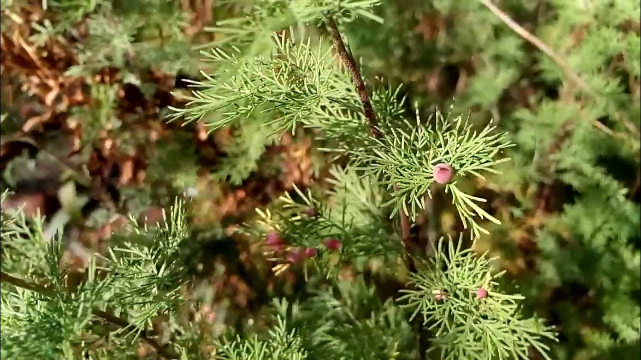 Душистая ароматическая полынь с семенами Fragrant aromatic wormwood ...