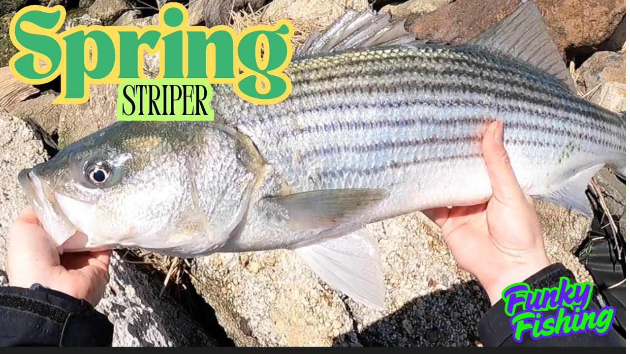 Slot Striped Bass to start off the Season!!! - YouTube