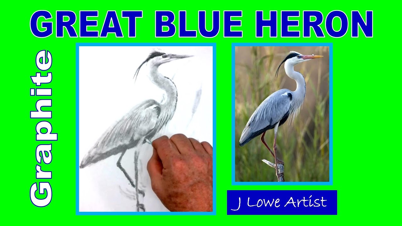 HOW TO DRAW A GREAT BLUE HERON Drawing Tutorial - YouTube