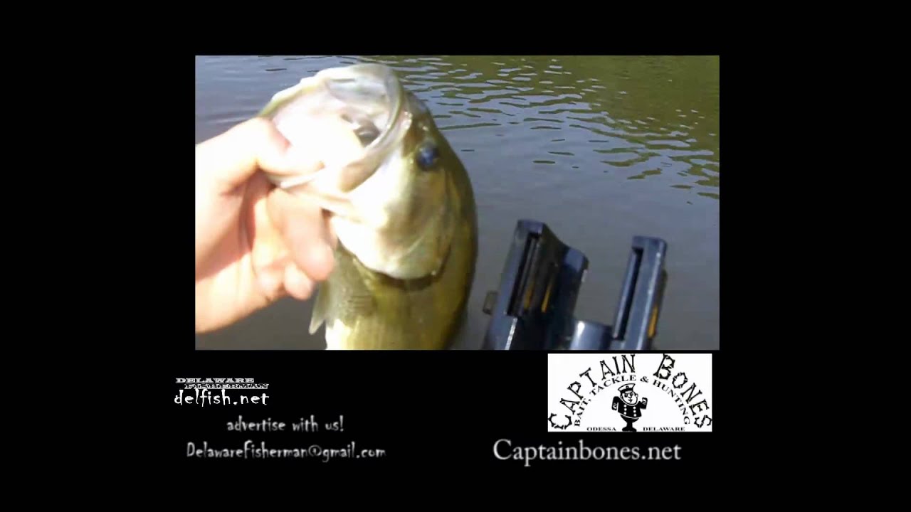 Delfish.net freshwater report - YouTube