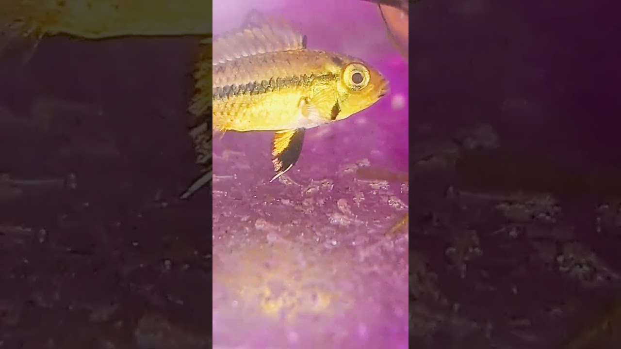 Apistogramma cacatuoides triple red Mamma and fry feeding on micro ...