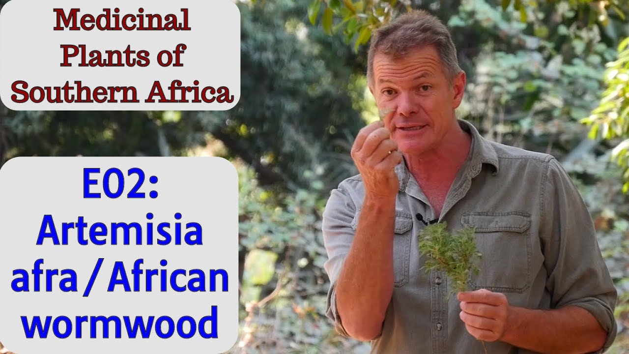 Medicinal Plants of Southern Africa E02: Artemisia afra/African ...