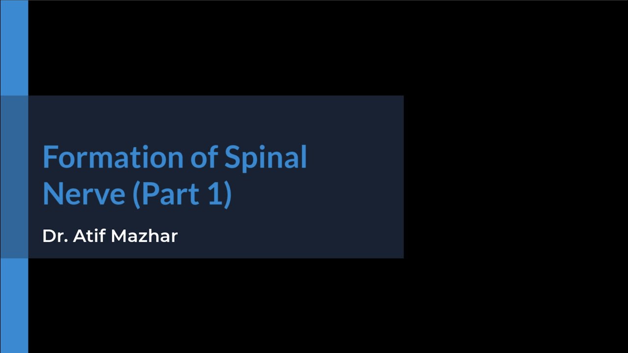 Formation of Spinal Nerve (Part 1) - YouTube