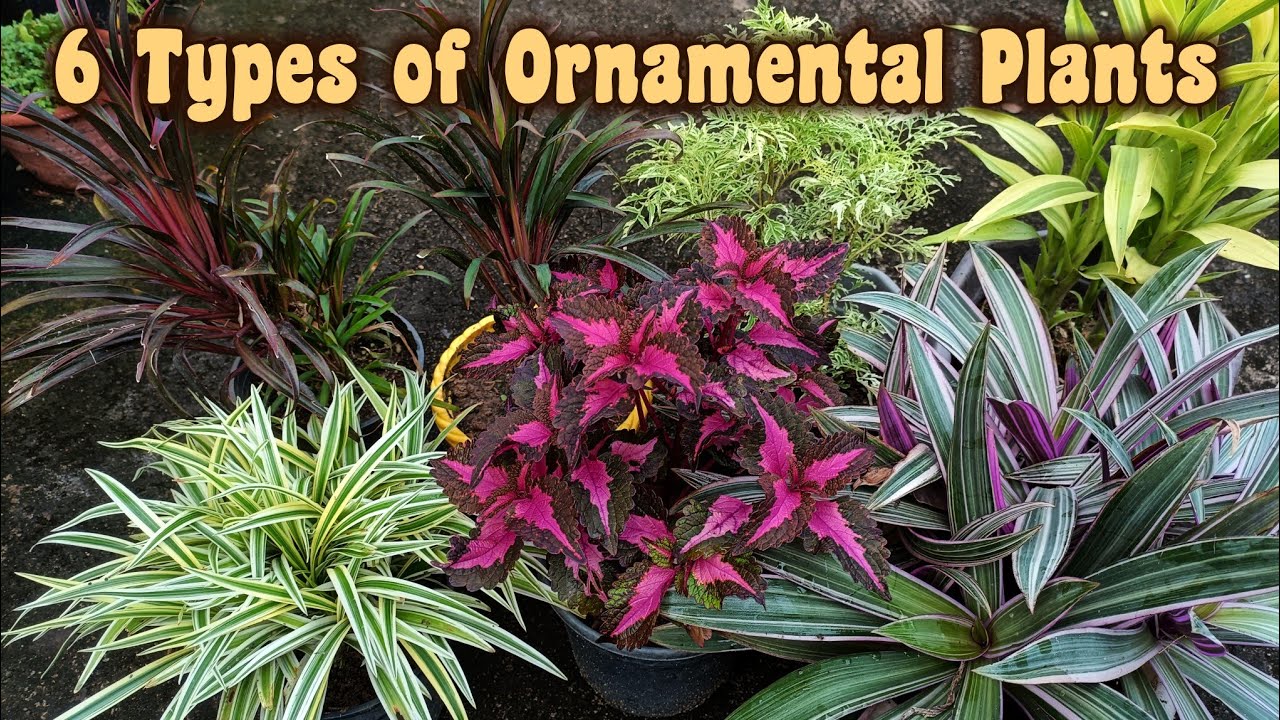 6 Types of Ornamental plants with name and care popular indoor house ...