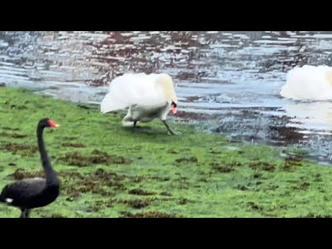Extremely Aggressive Swan Pair (Walpole) Chase The Black Swans Out! 27 ...