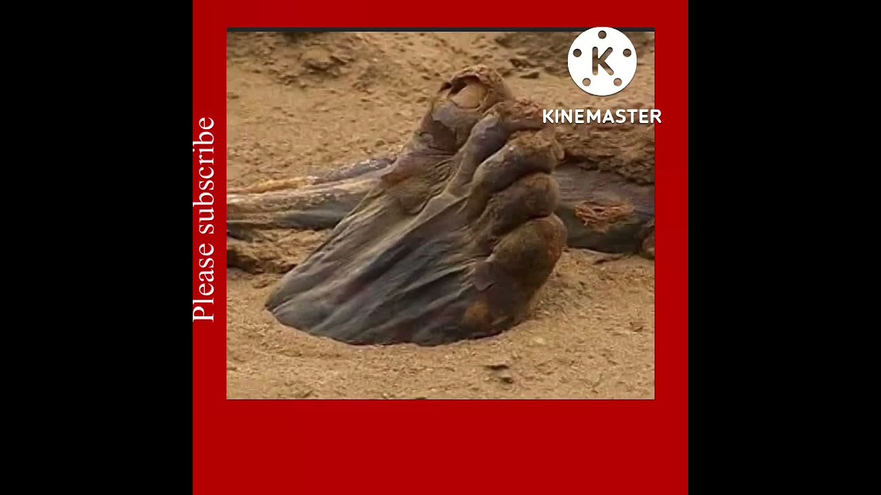 4500 years old mummy foot - YouTube