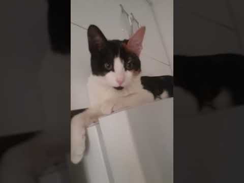 BUZDOLABININ ÜSTÜNÜ MEKAN ETTİ KENDİNE #KOMİKKEDİ #shorts #video #kısa #whatsapp #statuslar #kesfet