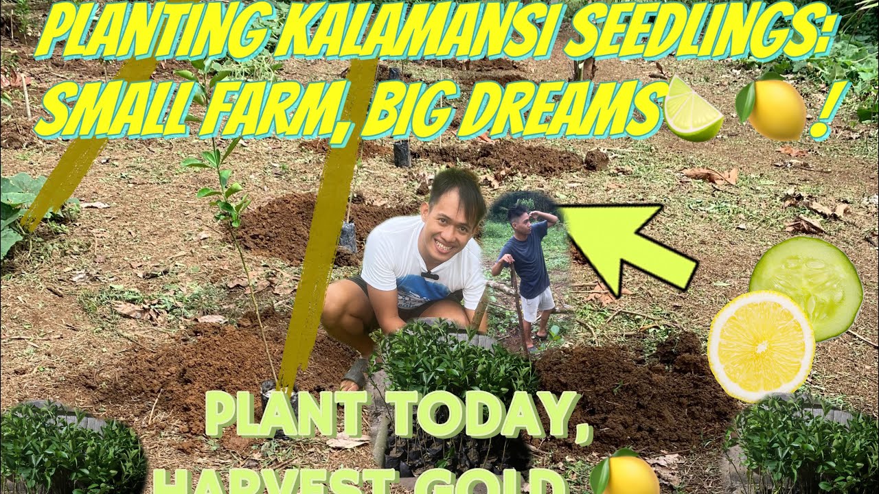 How to Plant Kalamansi on a Small Farm | Beginner-Friendly Guide 🌱 ...