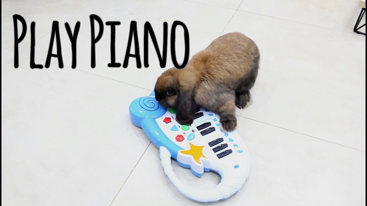 13 Amazing bunny Tricks - YouTube