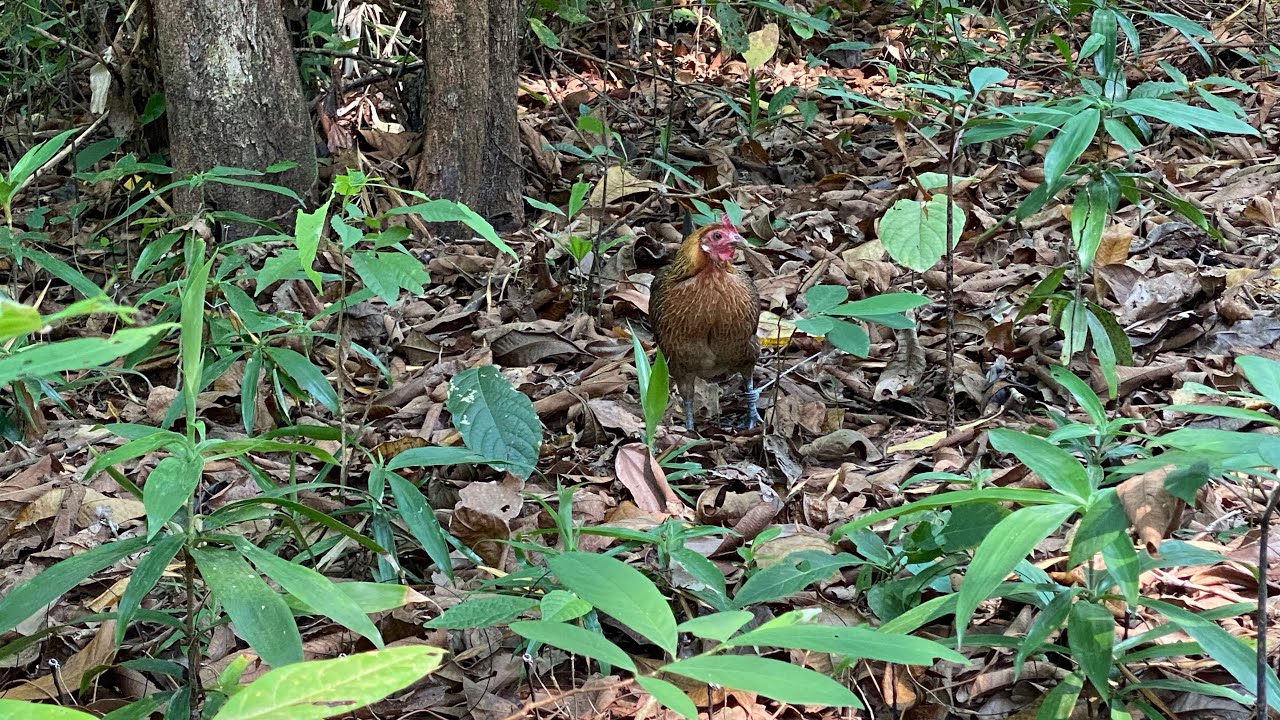 How the best sound for hen traps and catching chickens wile - YouTube