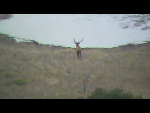 Colorado Bull Elk 7x7 muzzleloader 345" B&C - YouTube