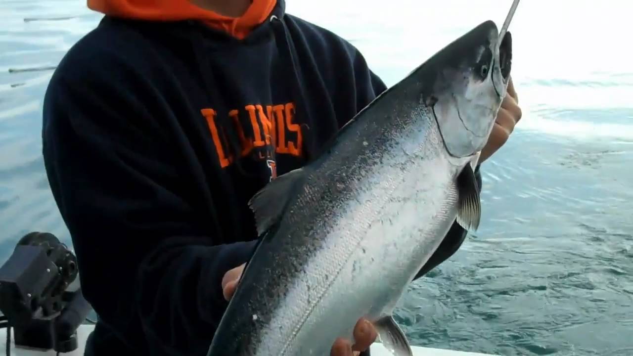 May 7 2011 Spring Coho Waukegan Capt Bob Rossa 815-575-4665 - YouTube