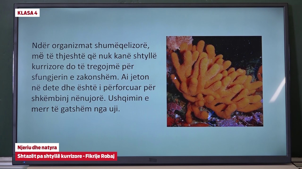 4027 - Njeriu dhe natyra - Shtazët pa shtyllë kurrizore - YouTube