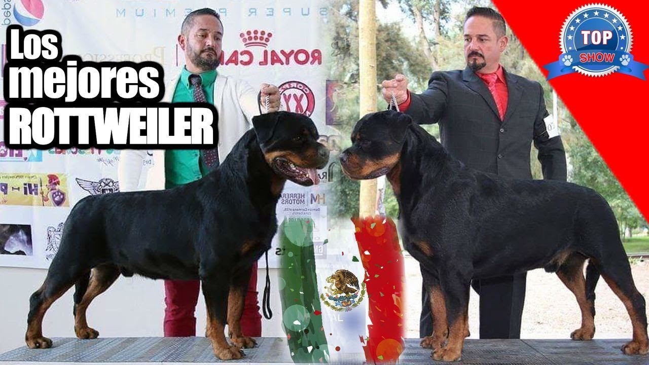 "ROTTWEILER" el mejor criadero de México - YouTube