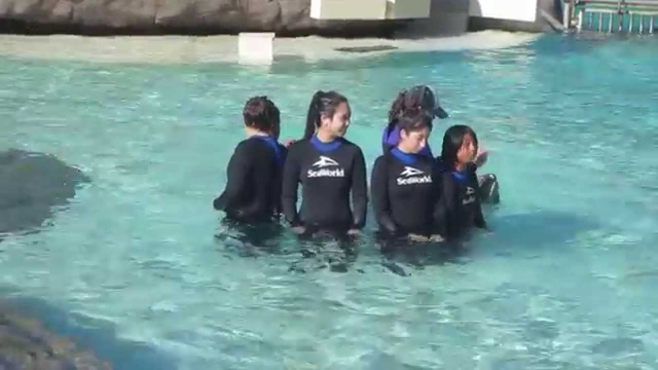 Dolphin Encounter at Sea World - YouTube